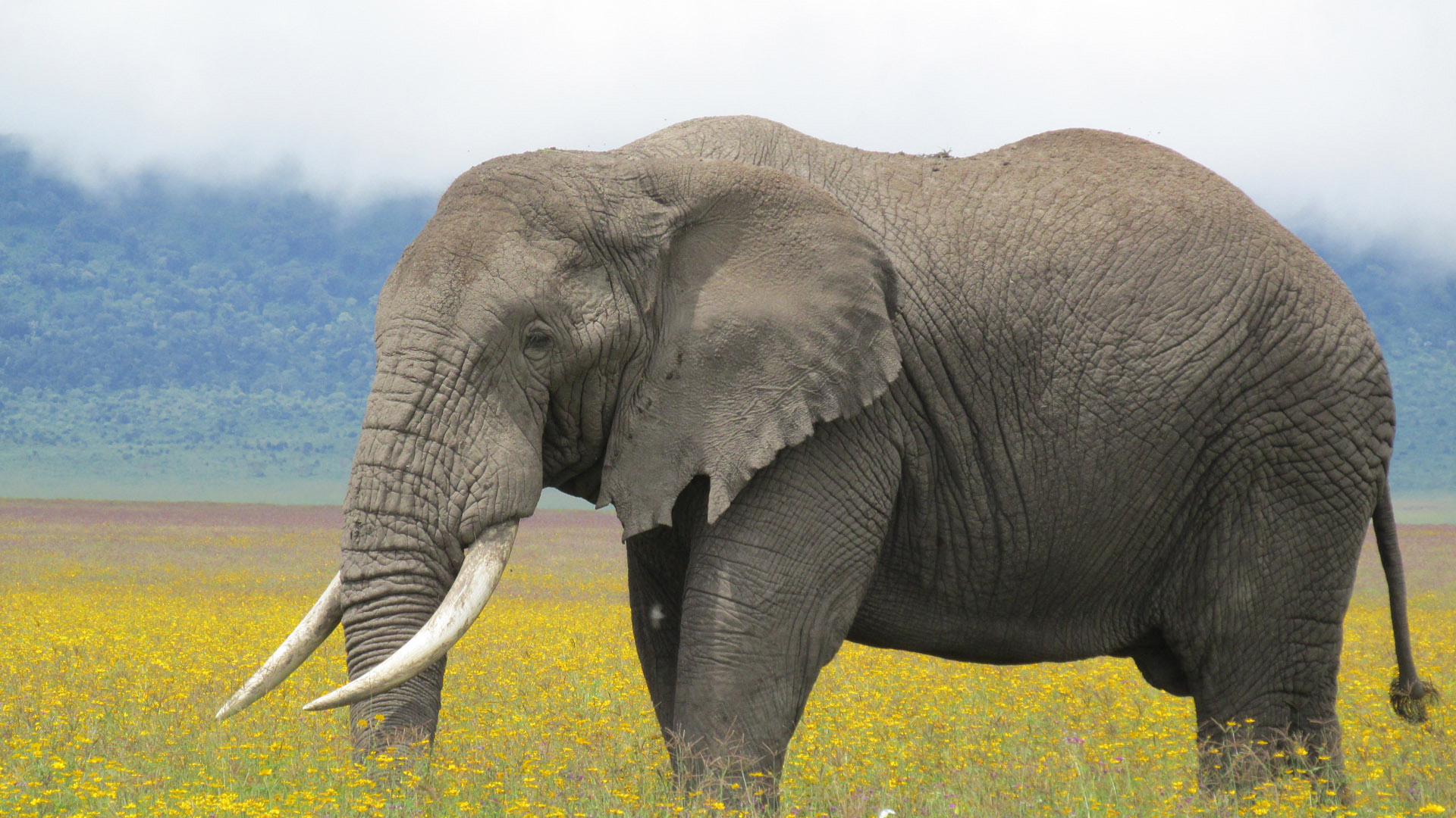 5 Days Classic African Safari – Operation Kilimanjaro